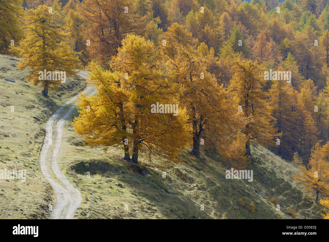 National Park of Mercantour during autumn period, pine trees changing ...