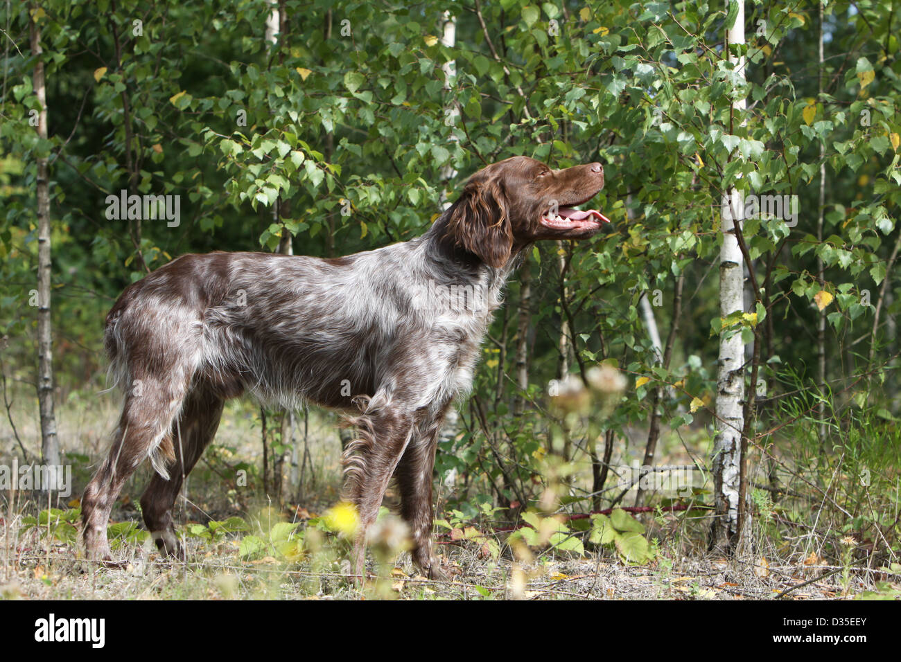 Dog Brittany Spaniel / Epagneul breton adult (liver roan) standing in a ...