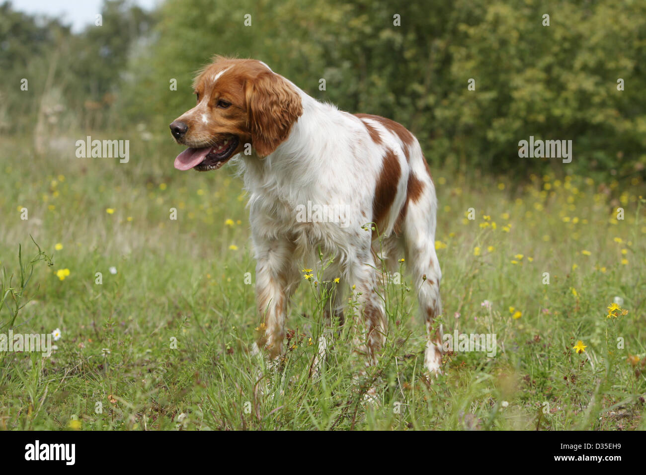 Dog Brittany Spaniel / Epagneul breton adult standing in a meadow Stock Photo - Alamy