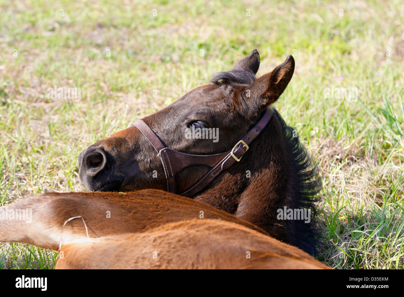Closeup of foal laying on side in pasture raising her head to look ...