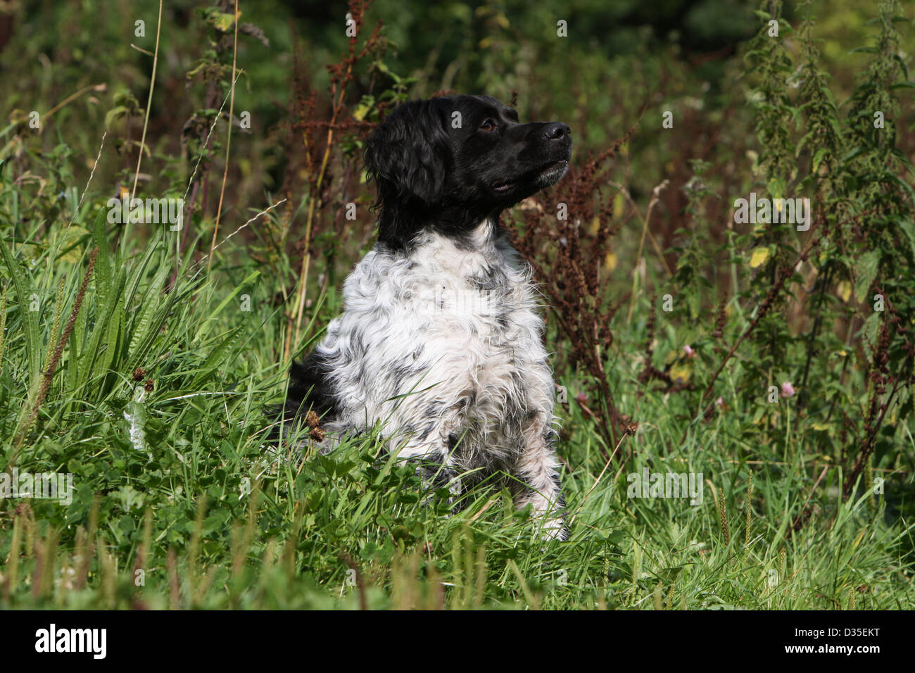 Dog Brittany Spaniel / Epagneul breton adult (black and white) sitting ...