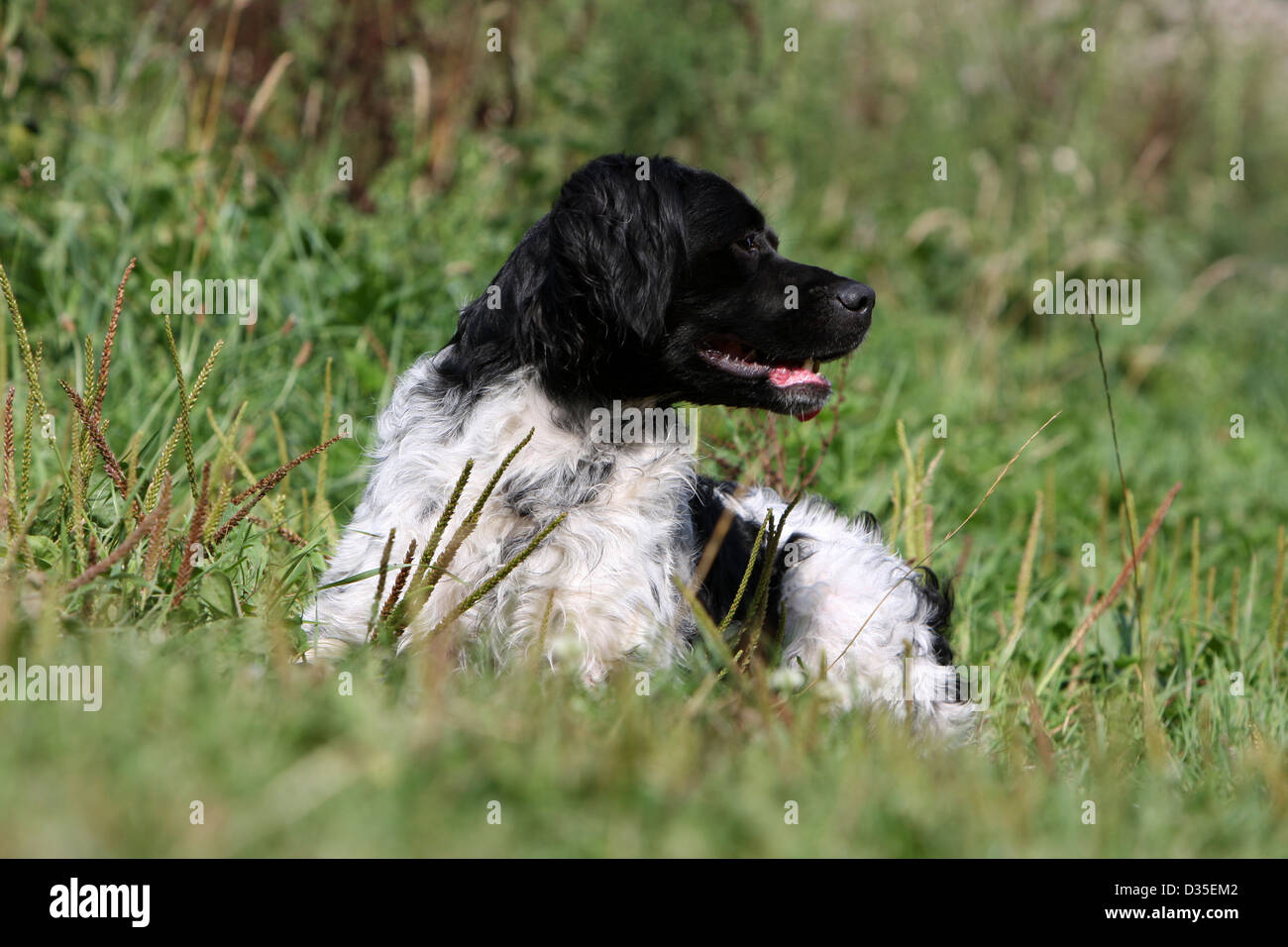 Dog Brittany Spaniel / Epagneul breton adult (black and white) lying in ...