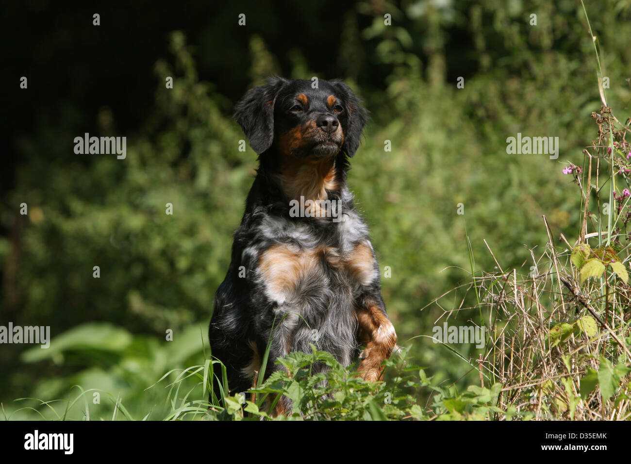 Dog Brittany Spaniel / Epagneul breton adult (tricolor black) sitting ...