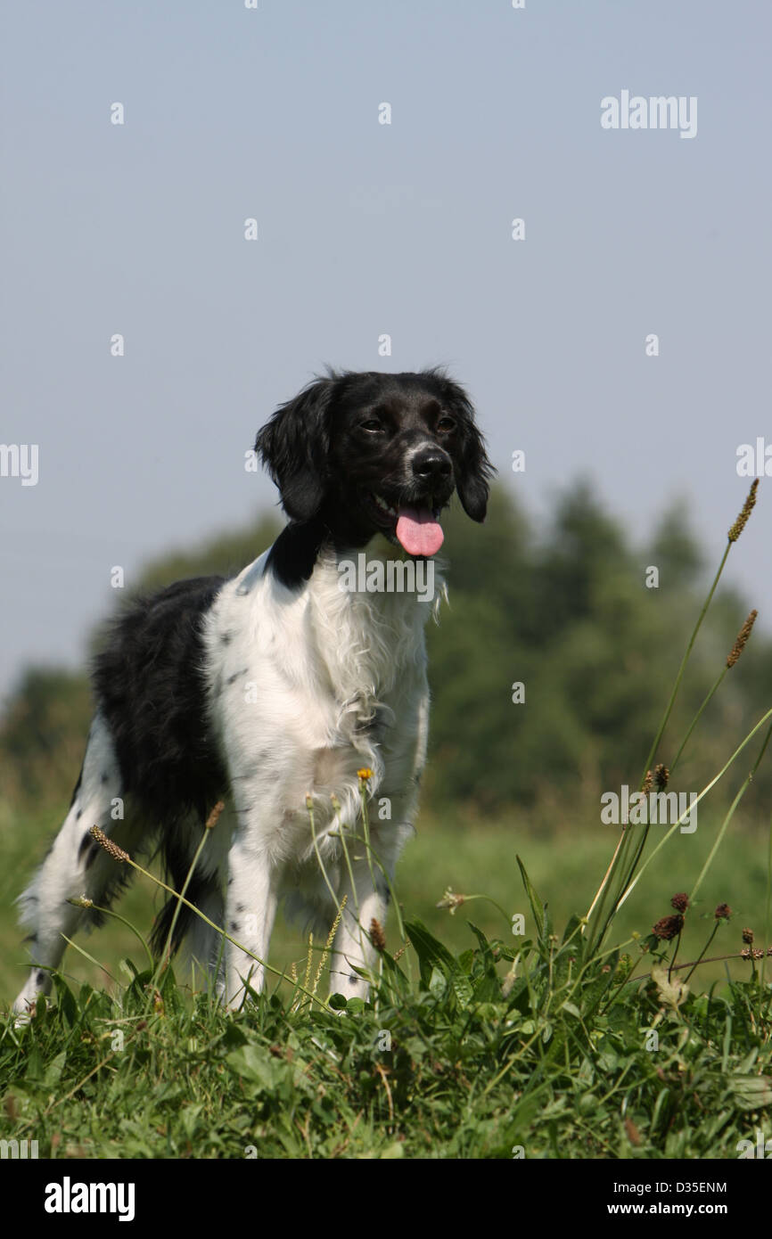 Dog Brittany Spaniel / Epagneul breton adult (black and white) standing ...
