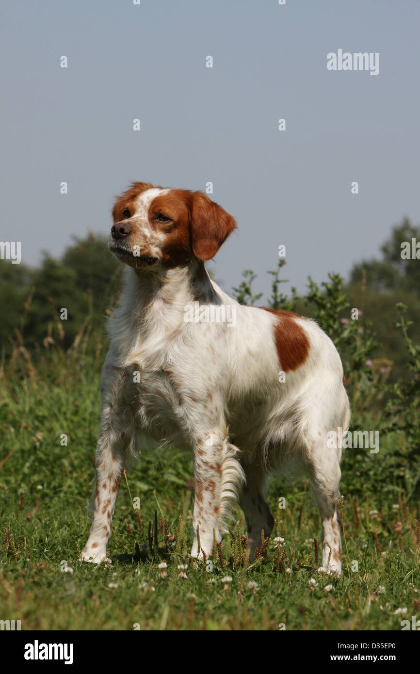 Dog Brittany Spaniel / Epagneul breton adult standing in a meadow Stock ...