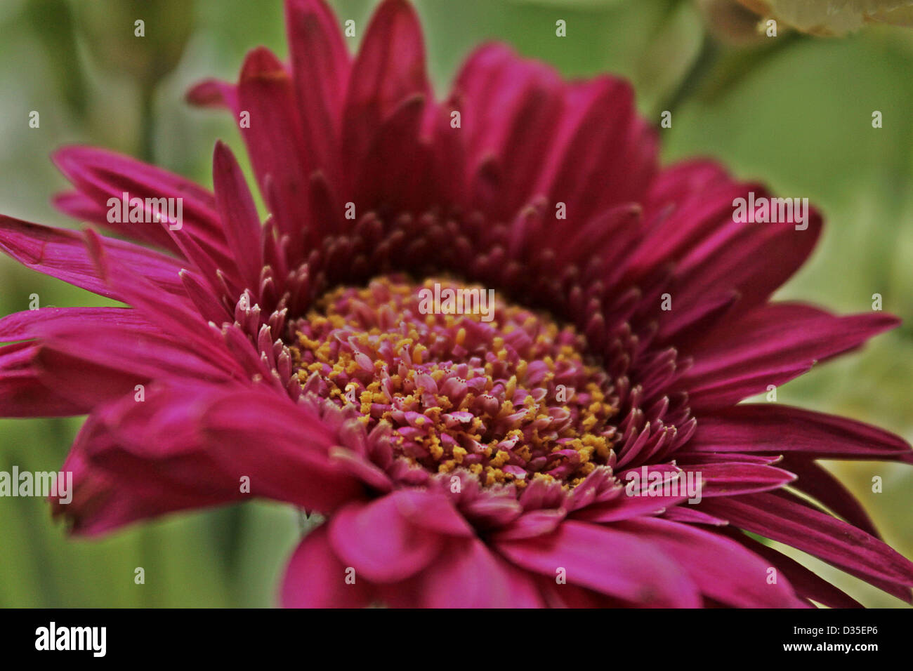 Pink Gerber flower in the middle of greenery Stock Photo - Alamy