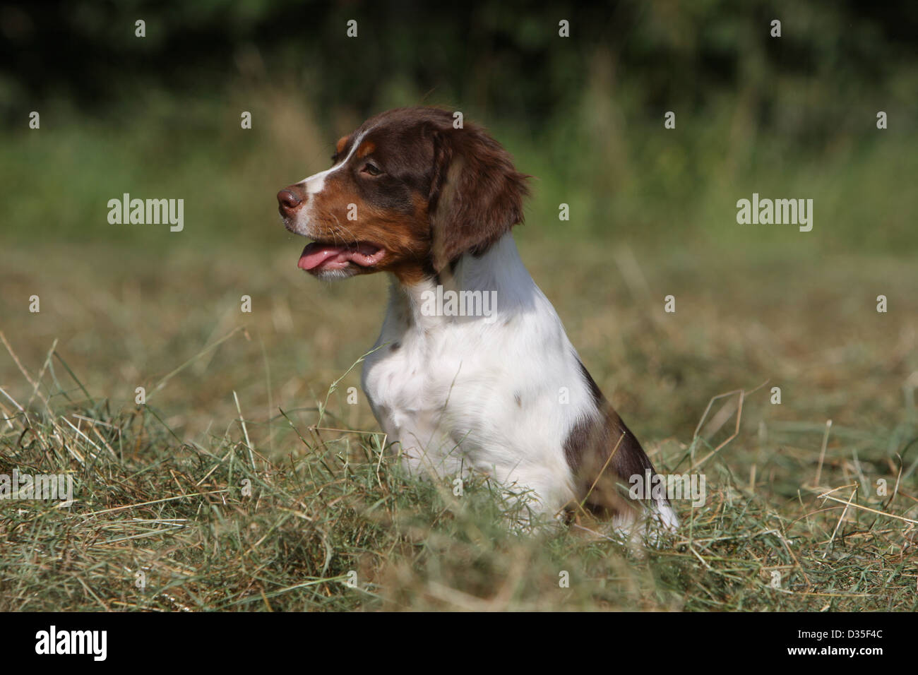Dog Brittany Spaniel / Epagneul breton puppy sitting in a meadow Stock ...