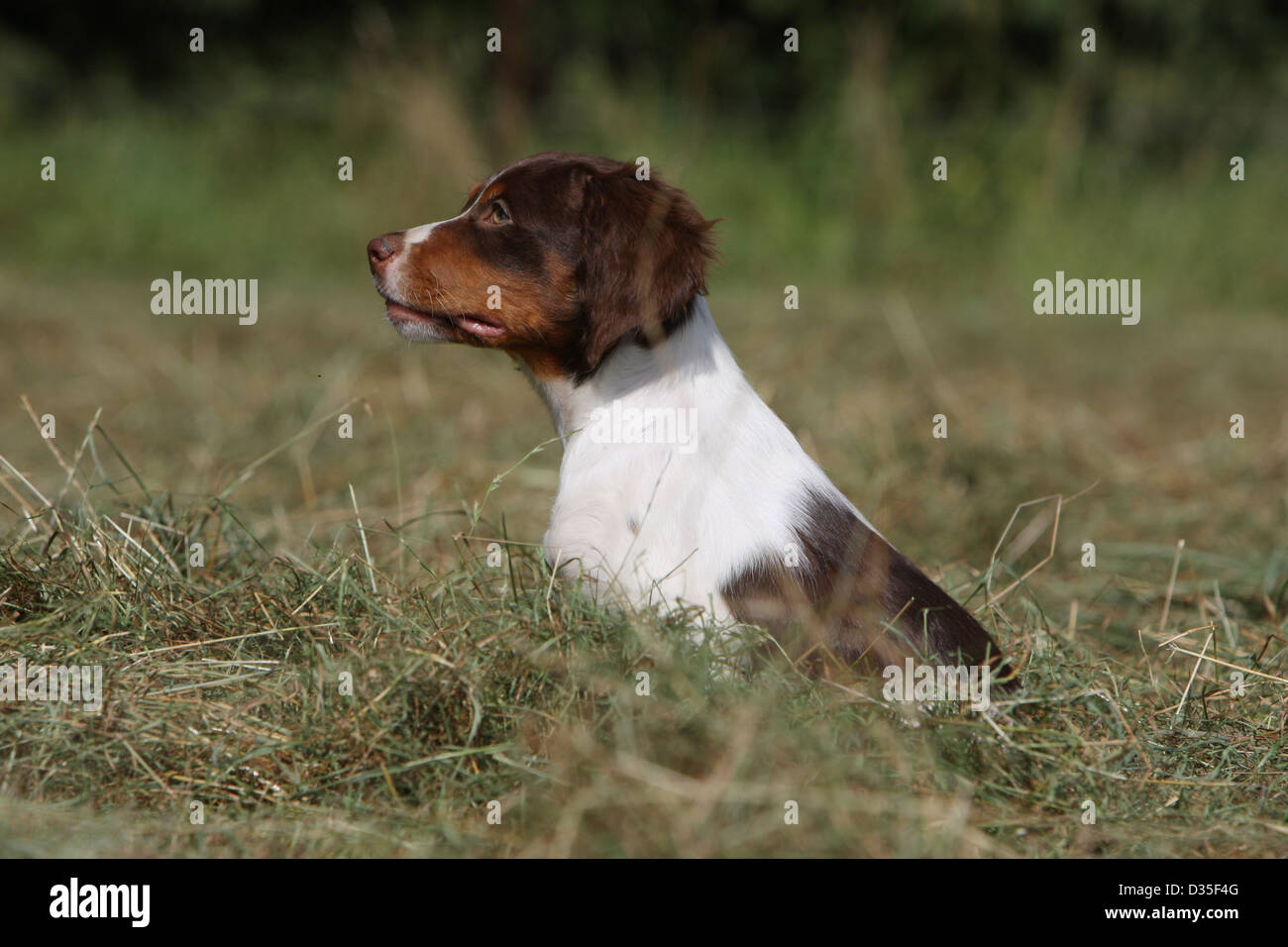 Dog Brittany Spaniel / Epagneul breton puppy sitting in a meadow Stock ...