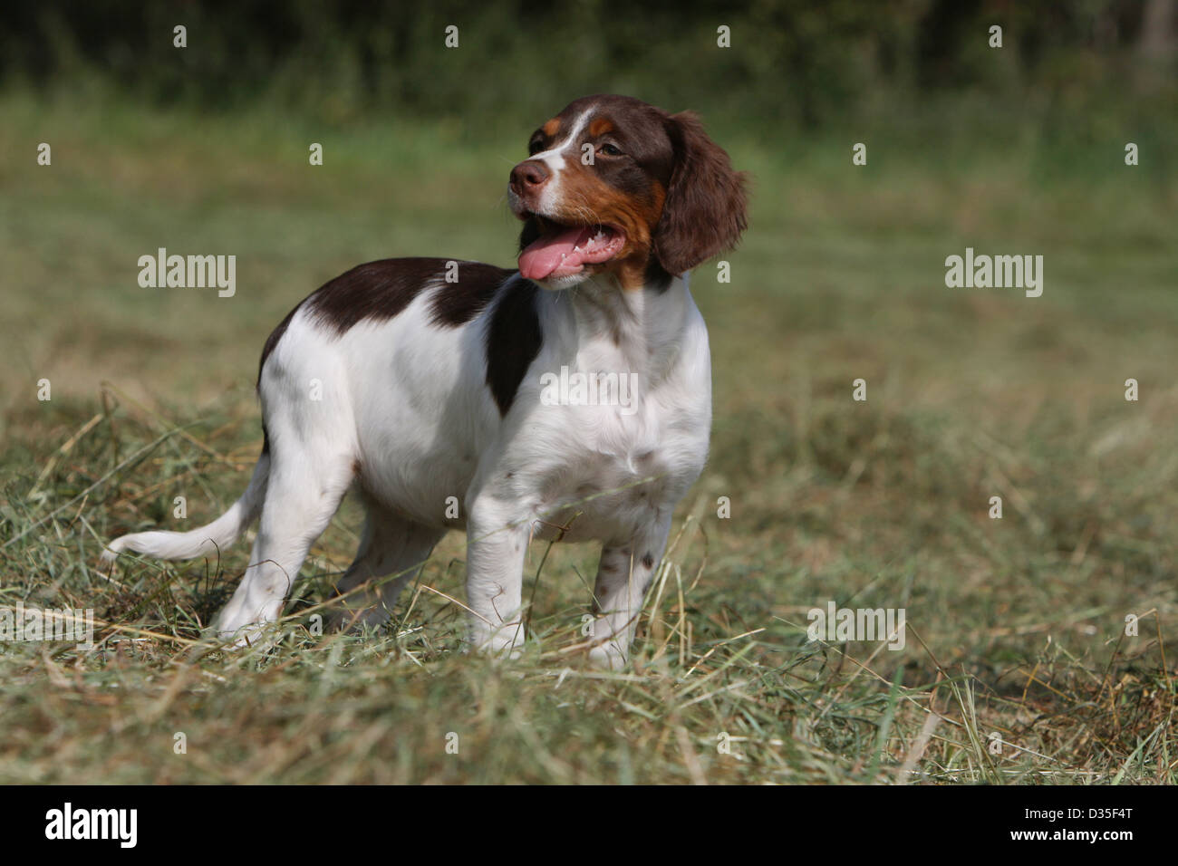 Dog Brittany Spaniel / Epagneul breton puppy standing in a meadow Stock ...