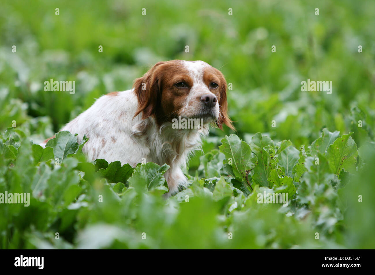 Dog Brittany Spaniel / Epagneul breton adult (orange and white) sitting ...