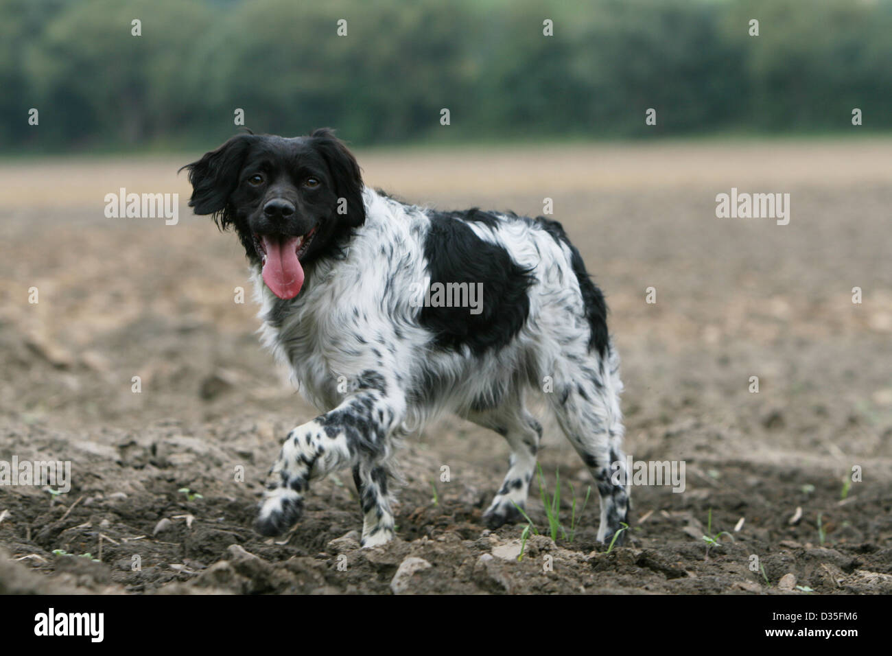 Dog Brittany Spaniel / Epagneul breton adult (black and white) walking ...