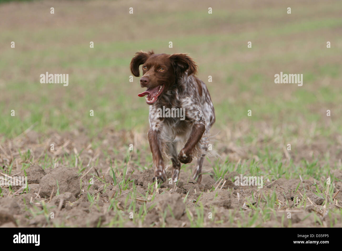 Dog Brittany Spaniel / Epagneul breton adult (liver roan) standing in a ...
