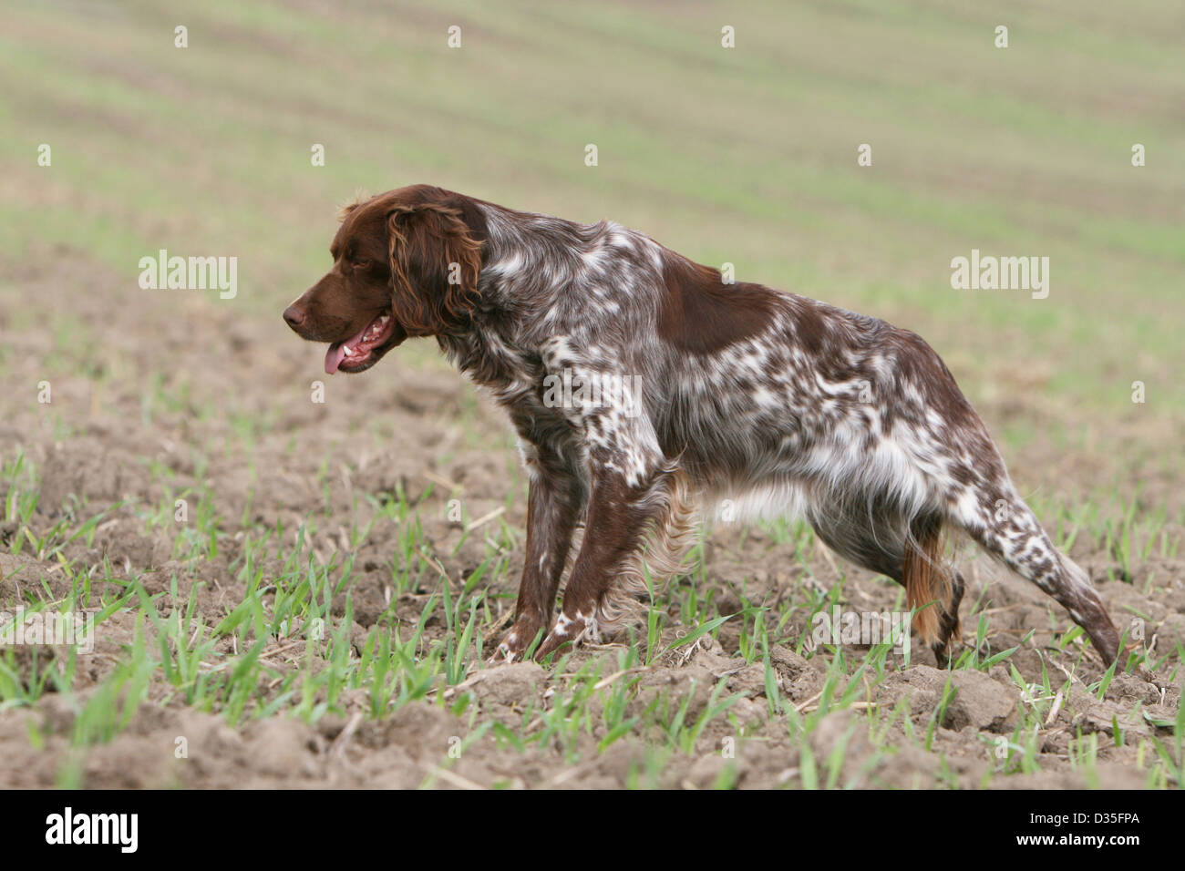 Dog Brittany Spaniel / Epagneul breton adult (liver and white) standing ...