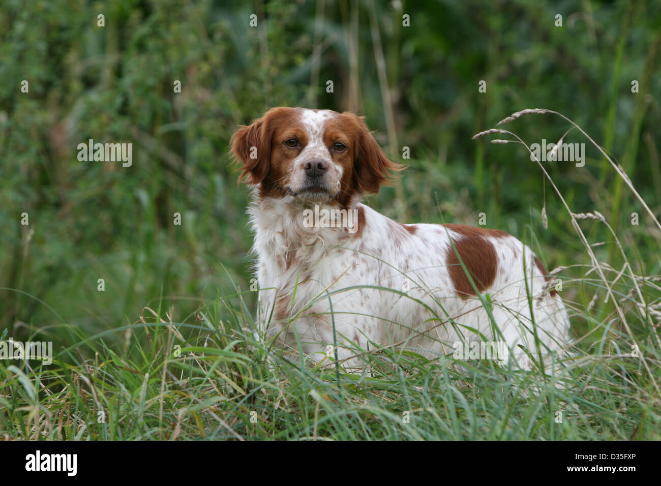 Dog Brittany Spaniel / Epagneul breton adult standing in a meadow Stock ...