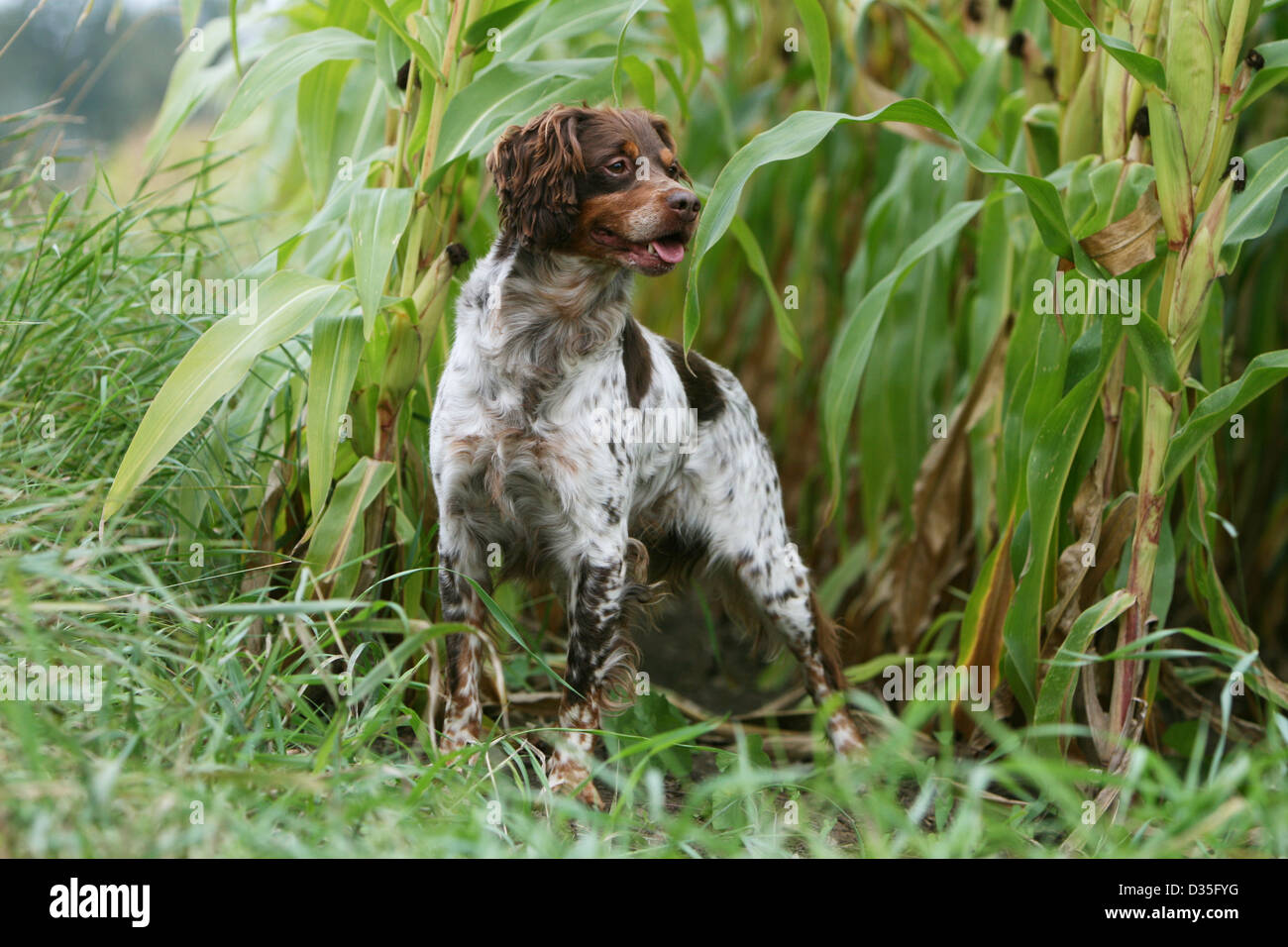 Brittany Spaniel Tricolor