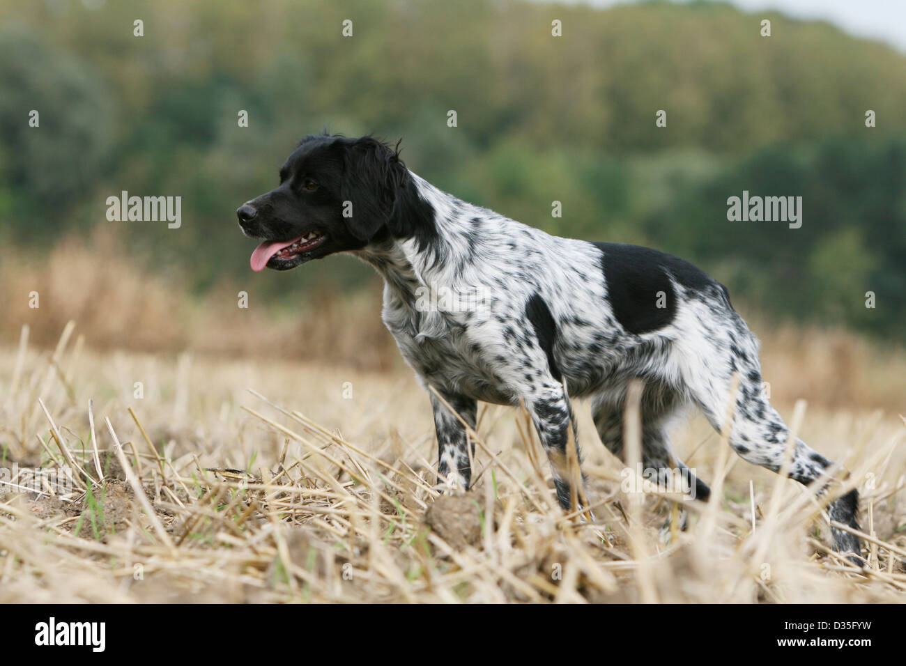 Dog Brittany Spaniel / Epagneul breton adult (black and white) stopped in a field Stock Photo ...