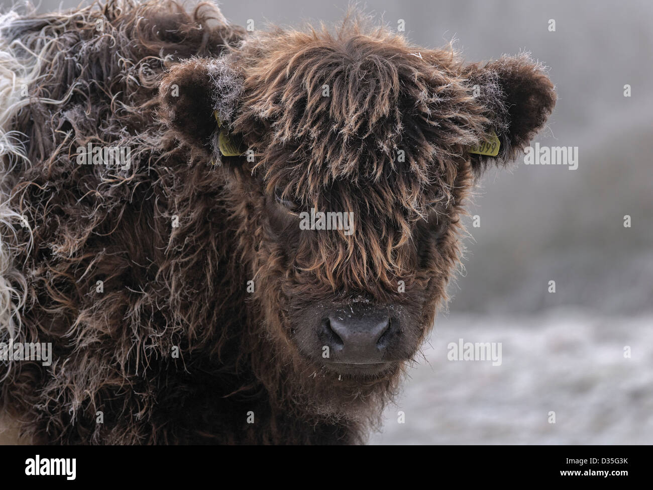 A brown belted galloway Stock Photo - Alamy