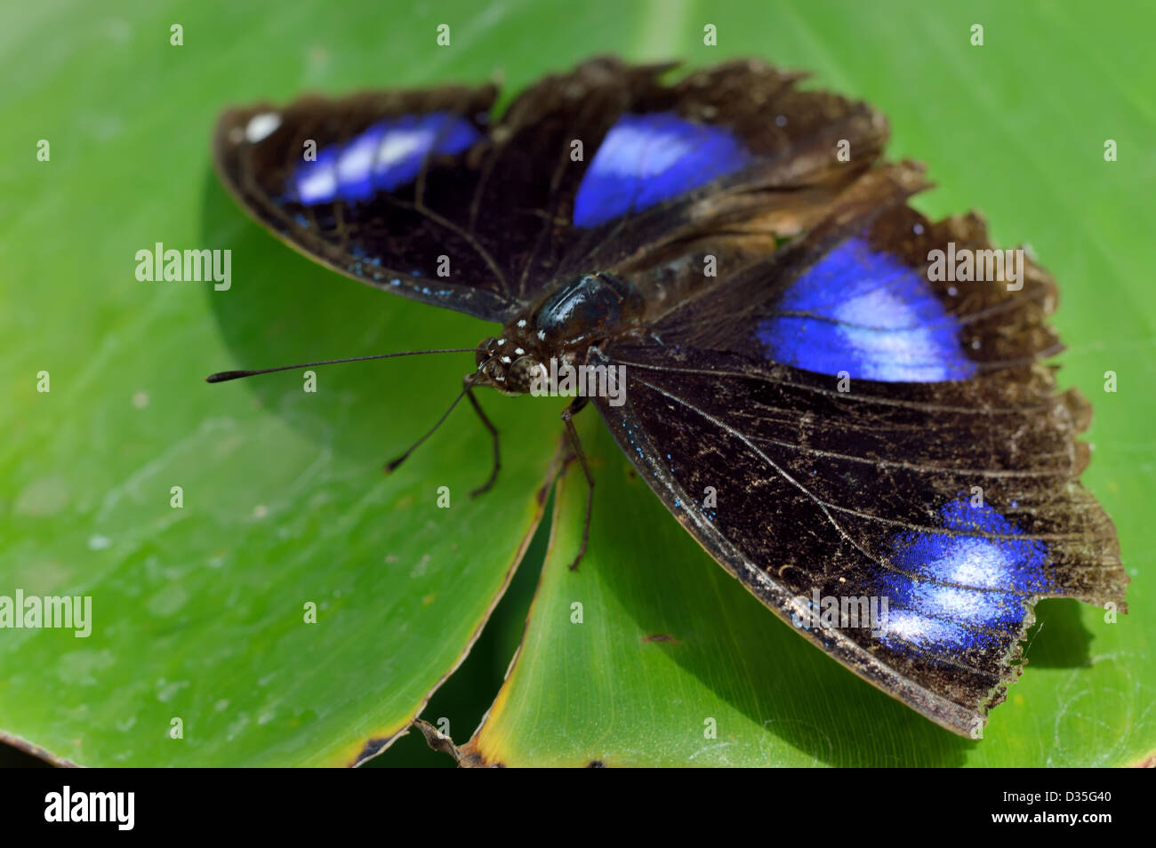 Great Eggfly (Hypolimnas bolina) sits on a plant Stock Photo - Alamy