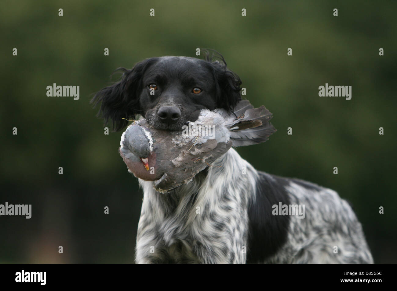 Dog Brittany Spaniel / Epagneul breton adult (black and white) with a ...