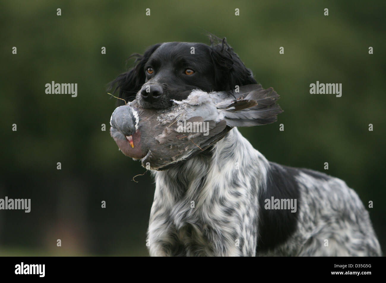 Dog Brittany Spaniel / Epagneul breton adult (black and white) with a ...