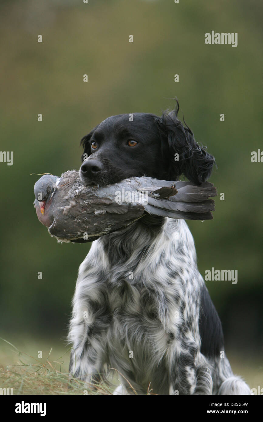Dog Brittany Spaniel / Epagneul breton adult (black and white) with a ...