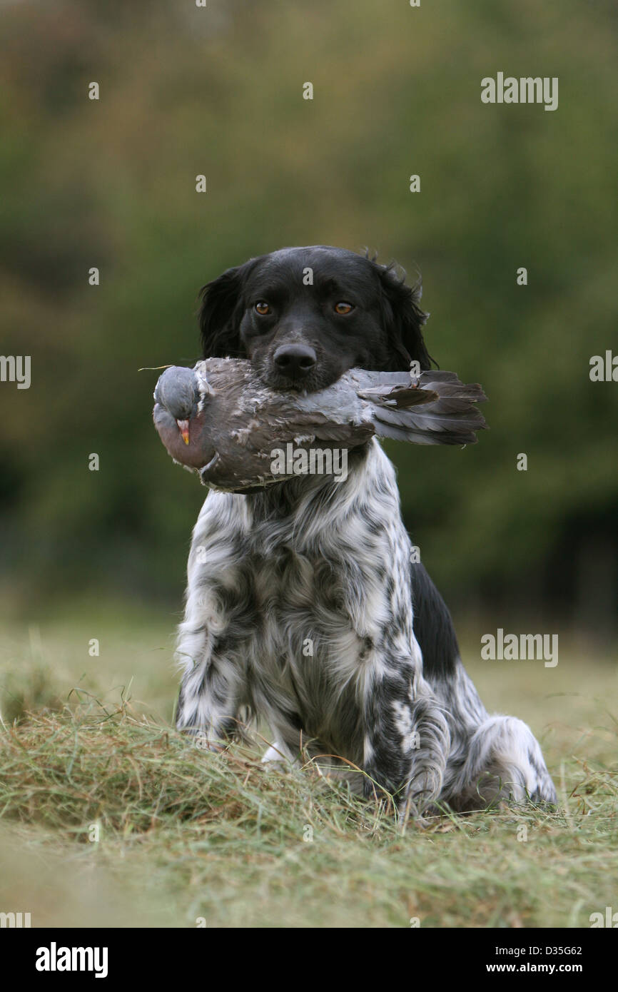 Dog Brittany Spaniel / Epagneul breton adult (black and white) with a pigeon in its mouth Stock ...