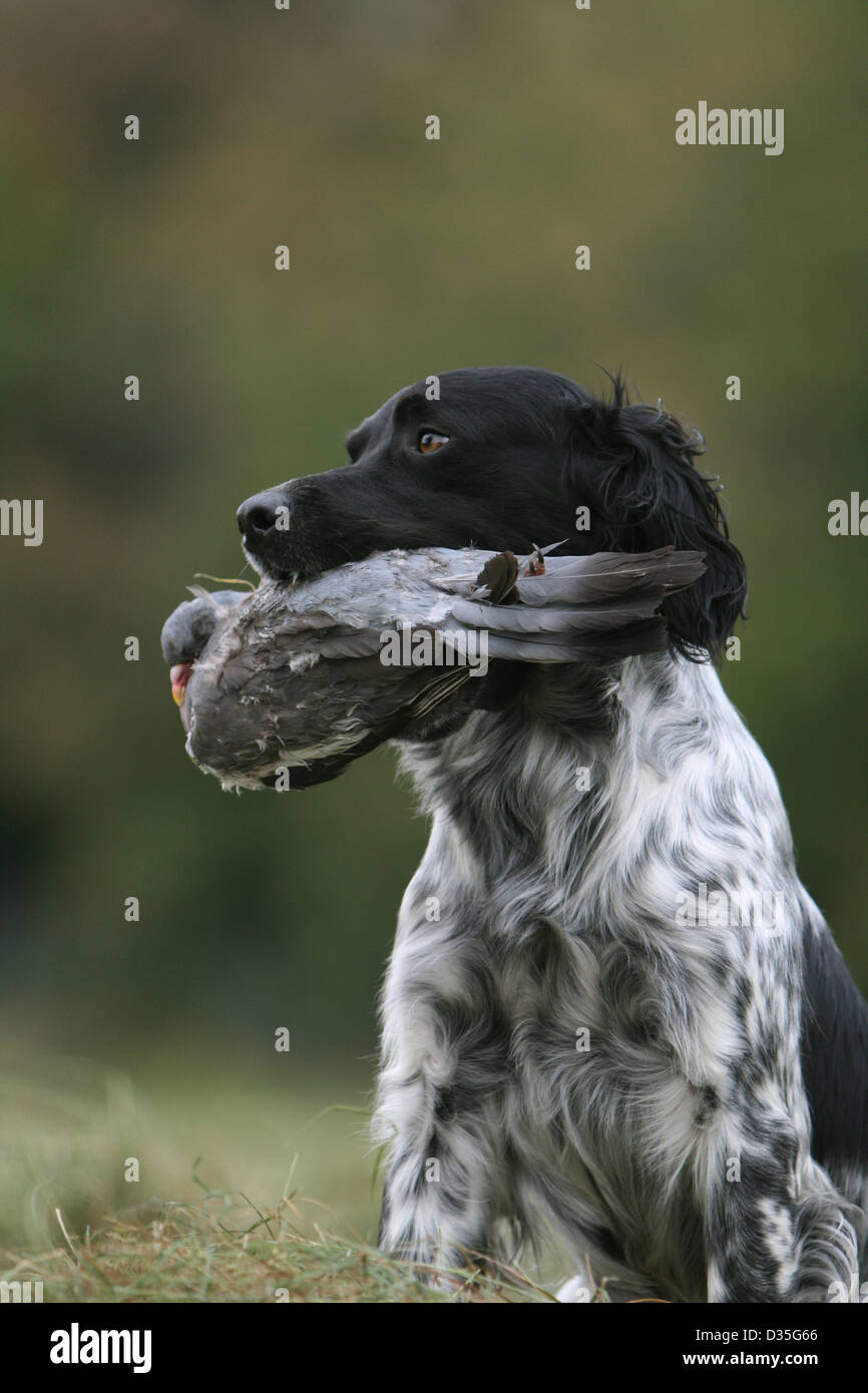 Dog Brittany Spaniel / Epagneul breton adult (black and white) with a ...