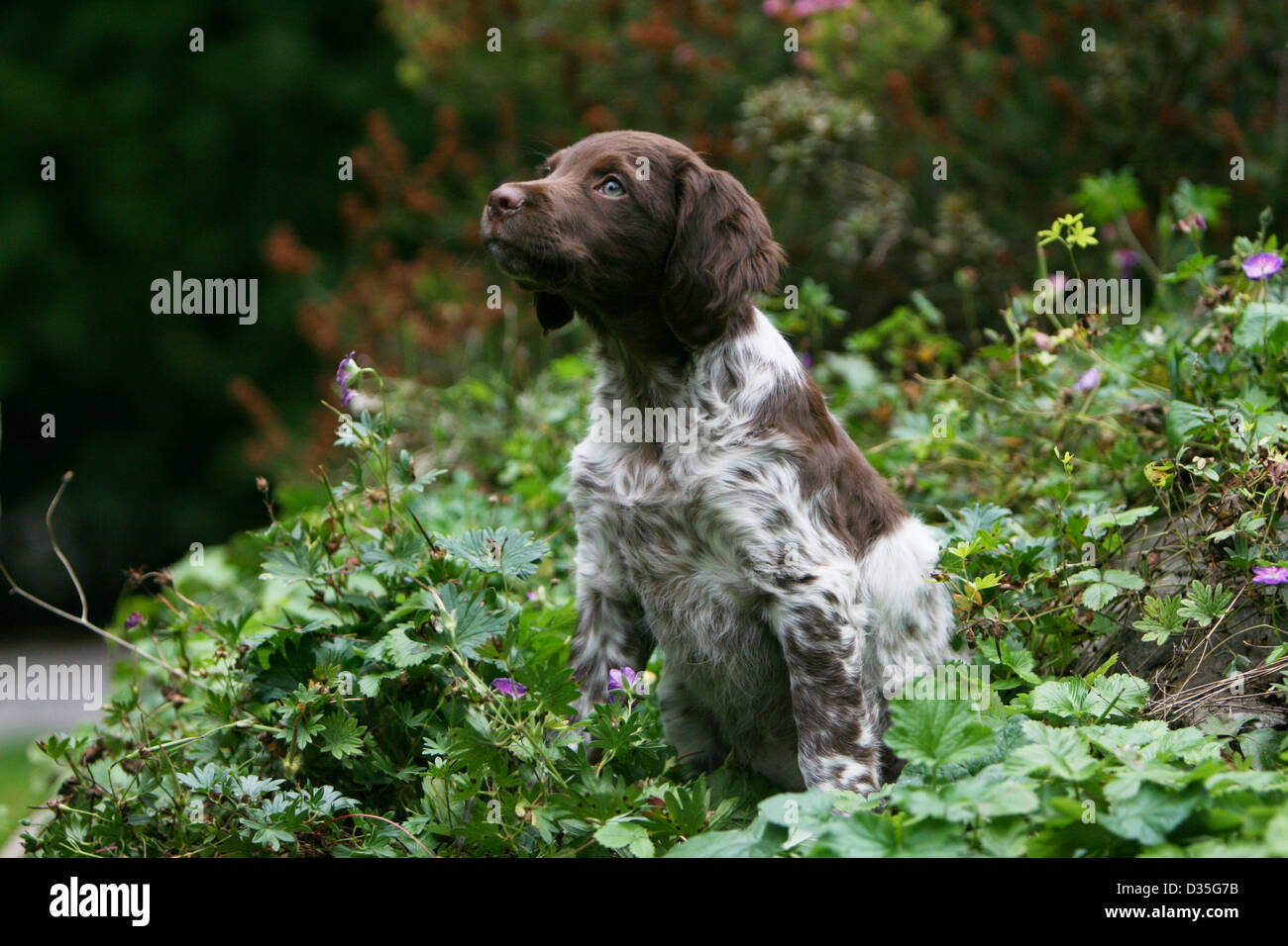 Dog Brittany Spaniel / Epagneul breton puppy sitting in a garden Stock ...