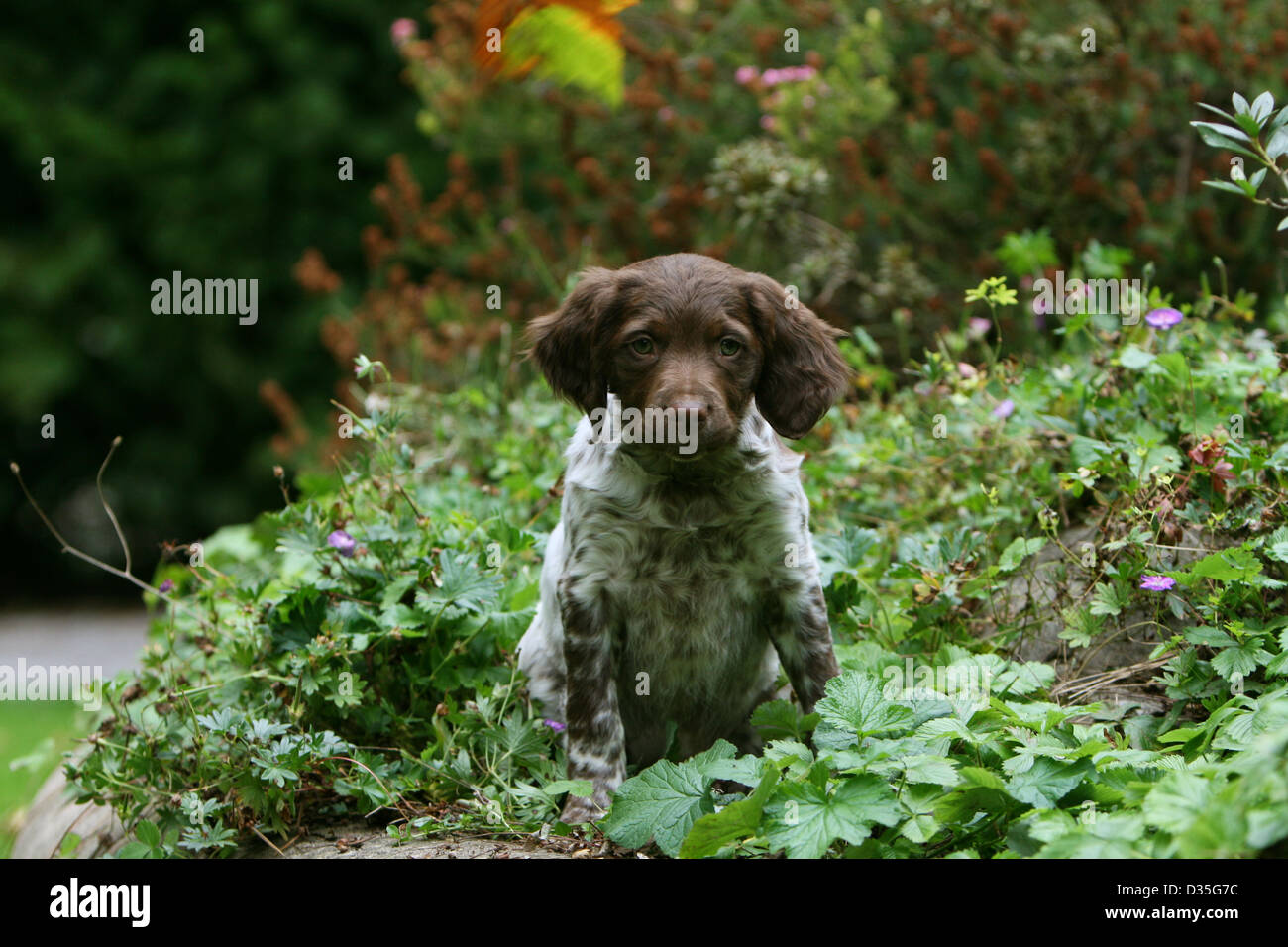 Dog Brittany Spaniel / Epagneul breton puppy sitting in a garden Stock ...