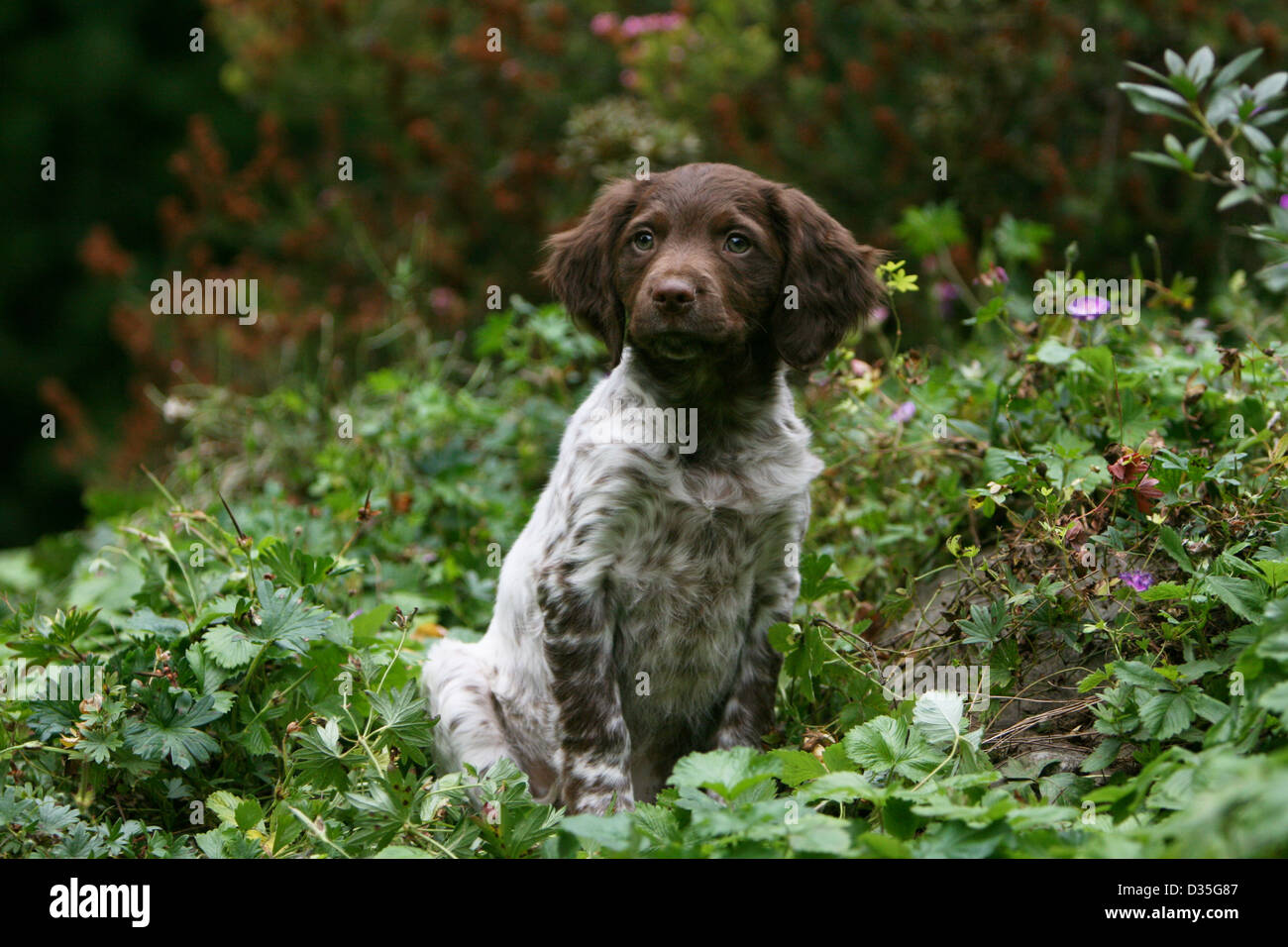 Dog Brittany Spaniel / Epagneul breton puppy sitting in a wood Stock ...