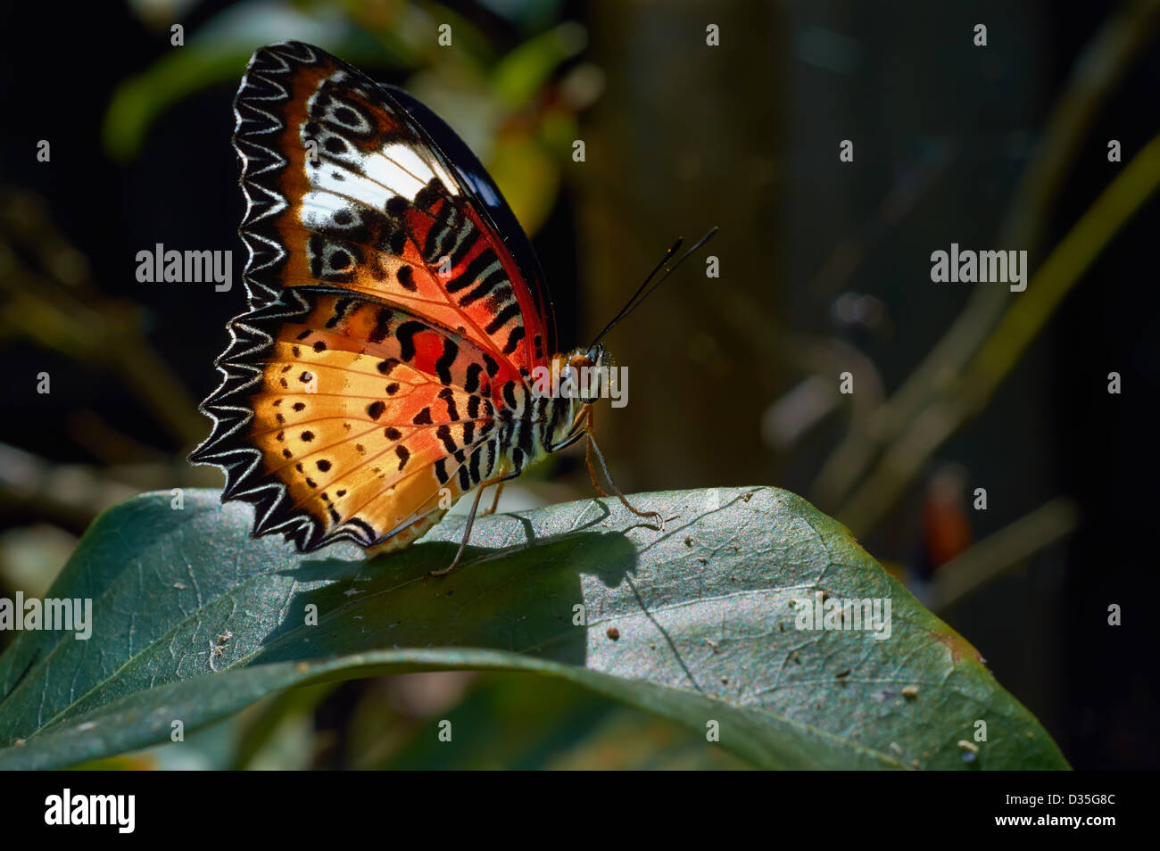 Leopard Lacewing (Cethosia cyane) sits on a plant Stock Photo - Alamy