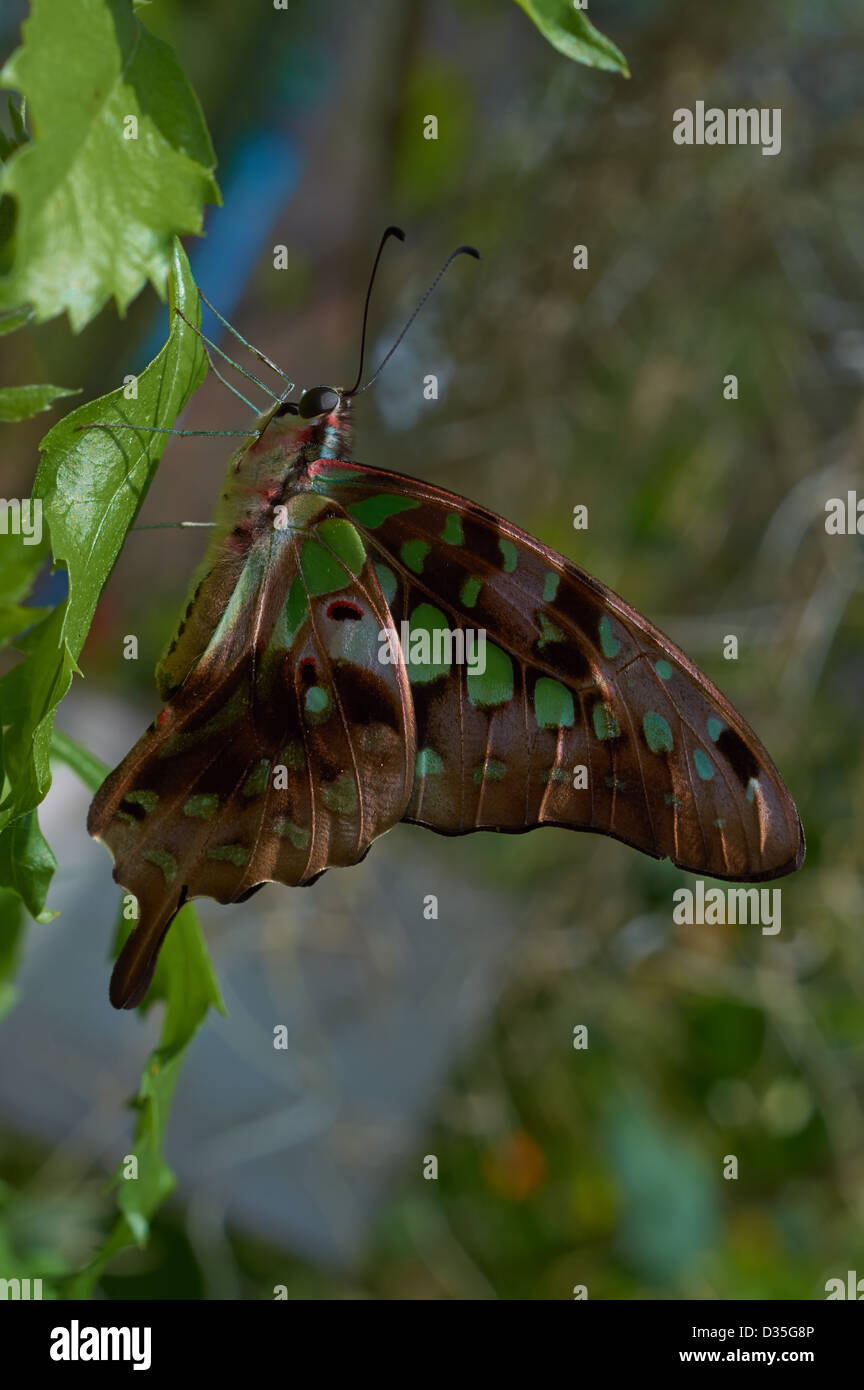 Graphium (Pathysa) antiphates sits on a plant close up Stock Photo - Alamy