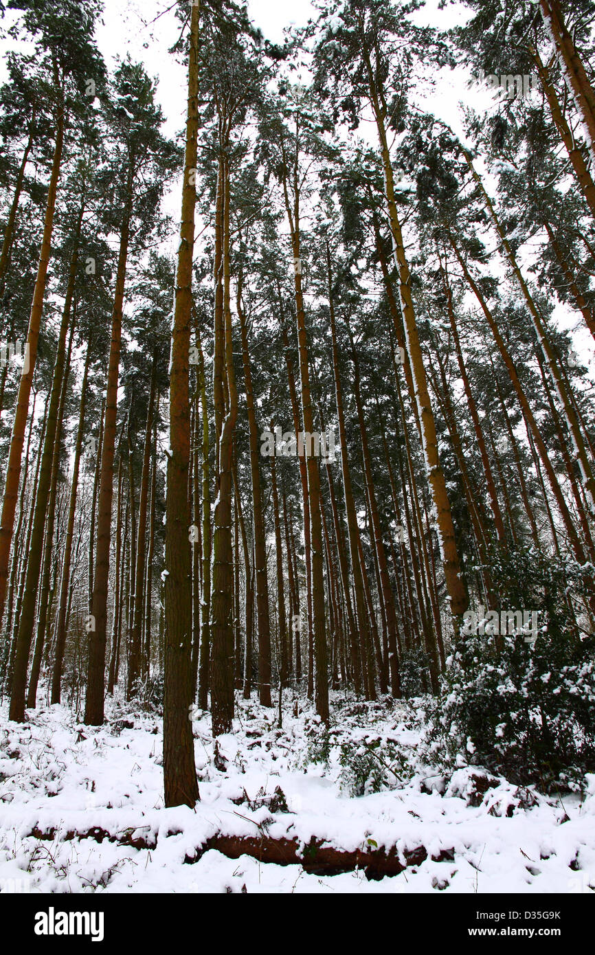Snow blanketed forest hi-res stock photography and images - Alamy