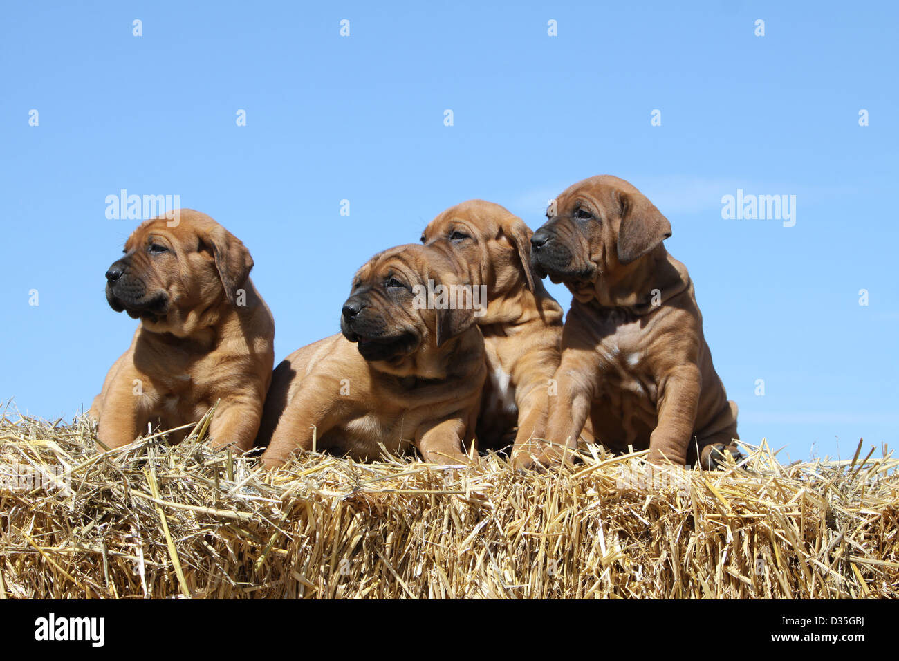 Dog Tosa Inu / Japanese Mastiff four puppies sitting on the straw Stock ...