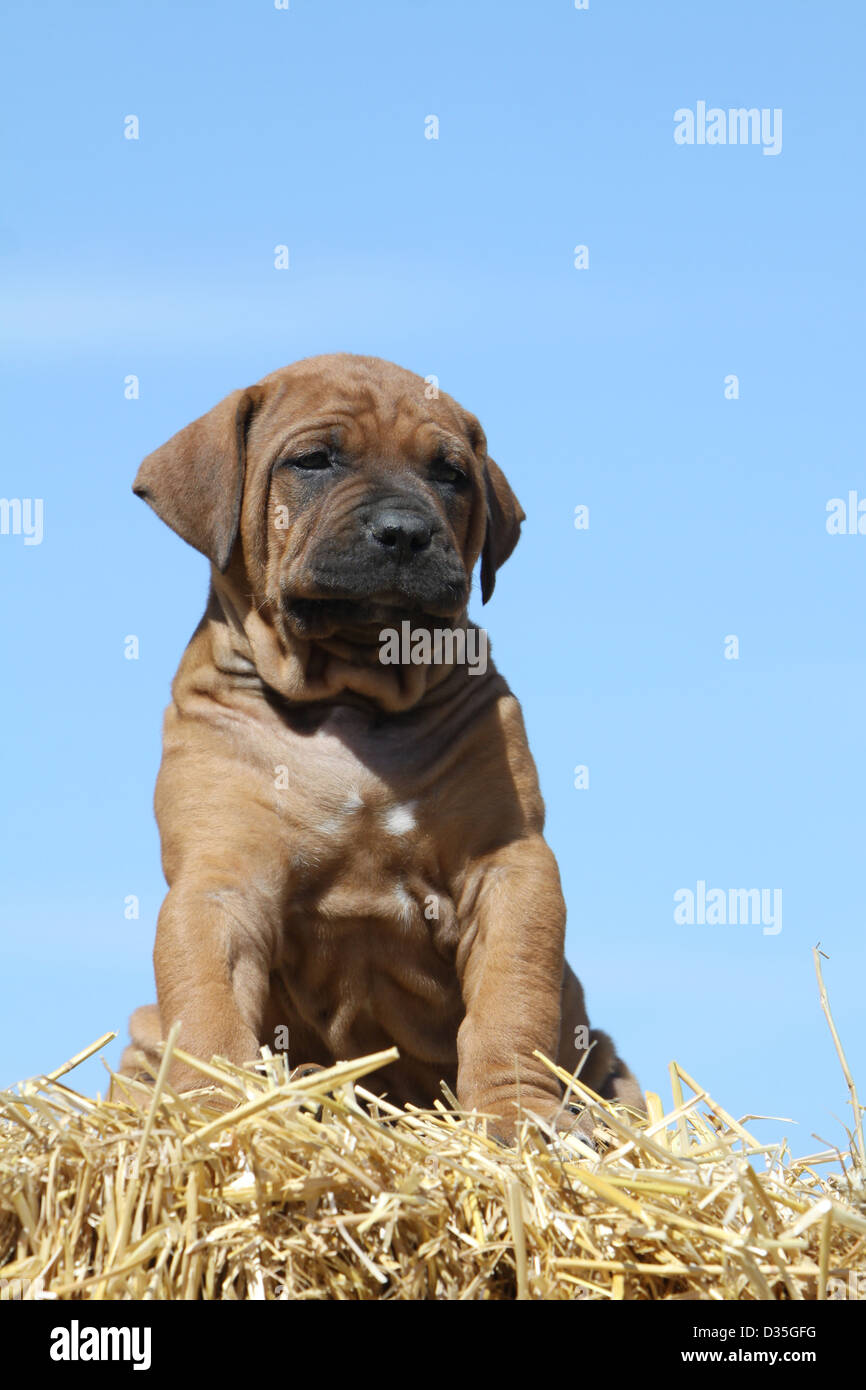 Dog Tosa Inu / Japanese Mastiff puppy sitting on the straw Stock Photo ...