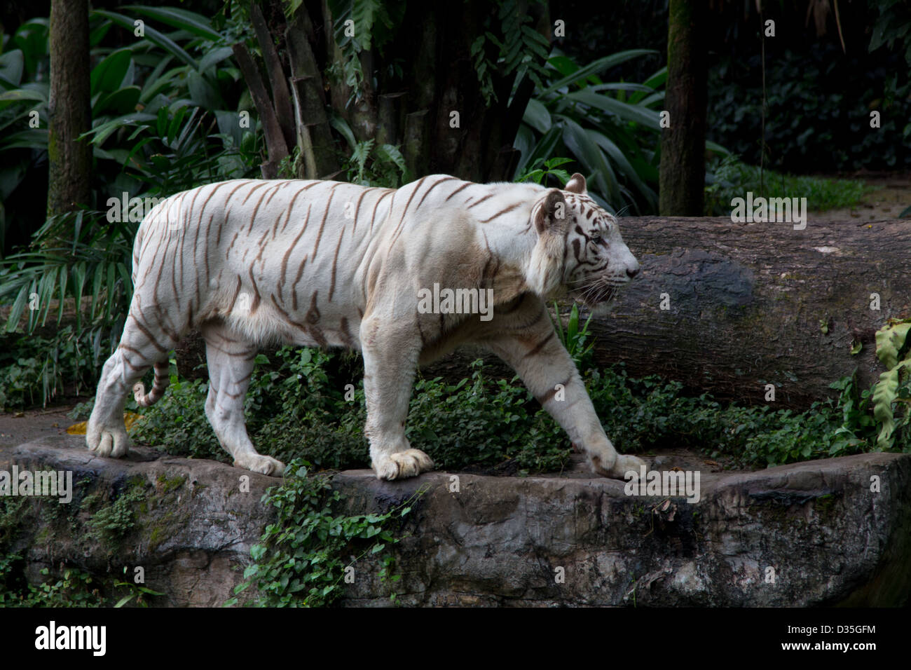 White tiger, Singapore Zoo, Singapore White tiger Stock Photo - Alamy