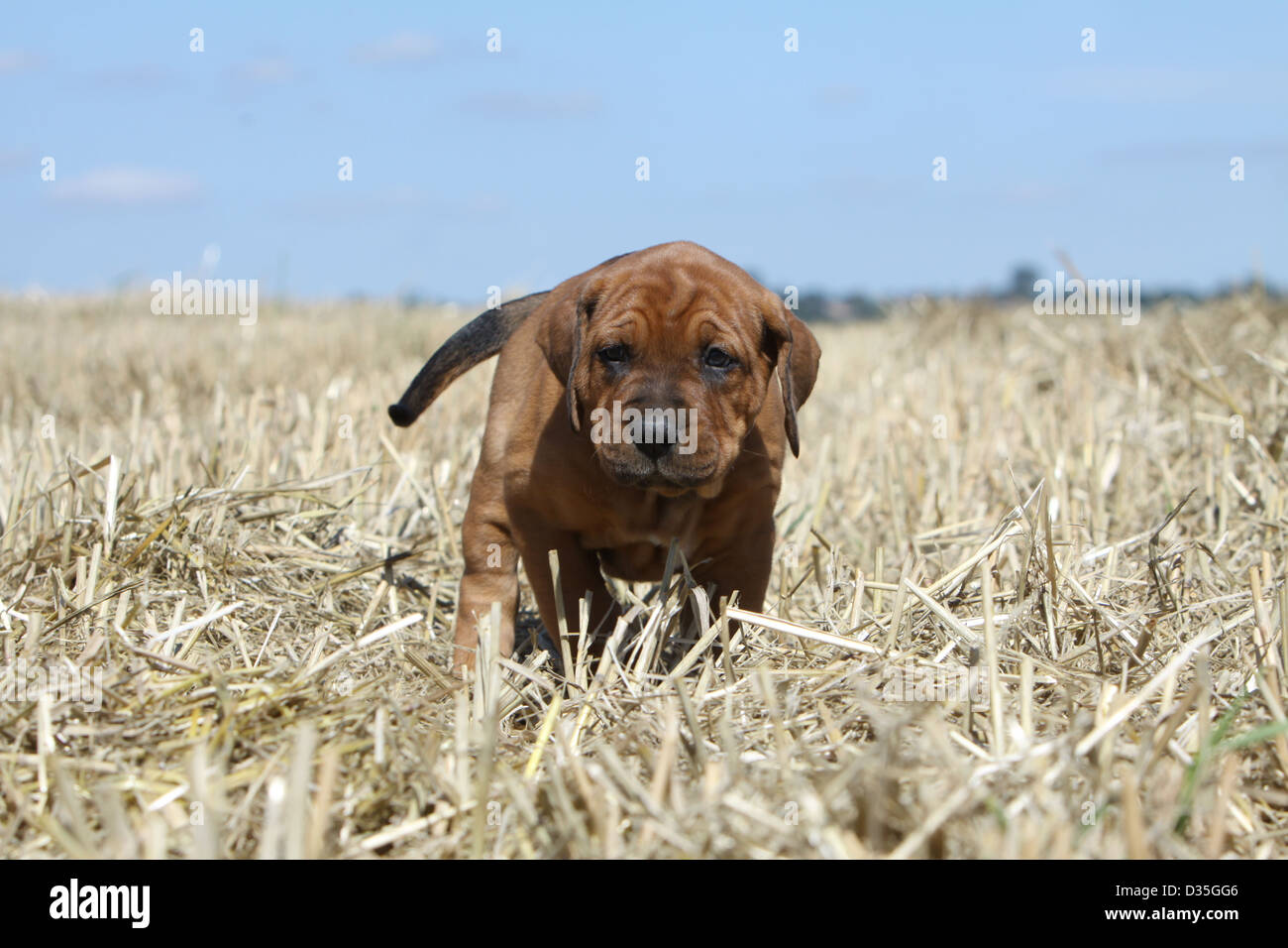 Dog Tosa Inu / Japanese Mastiff puppy standing in a field Stock Photo ...