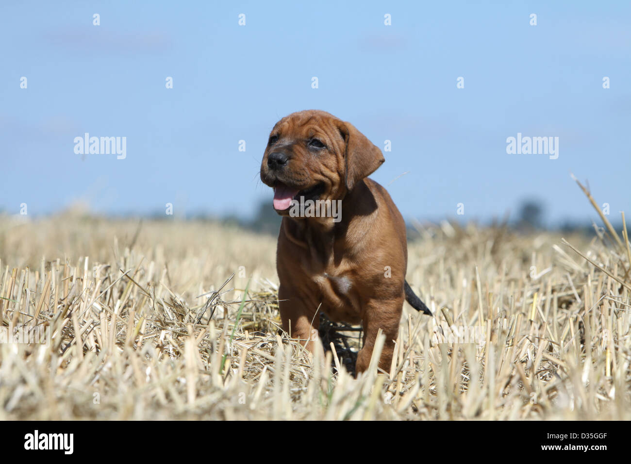 Dog Tosa Inu / Japanese Mastiff puppy standing in a field Stock Photo ...