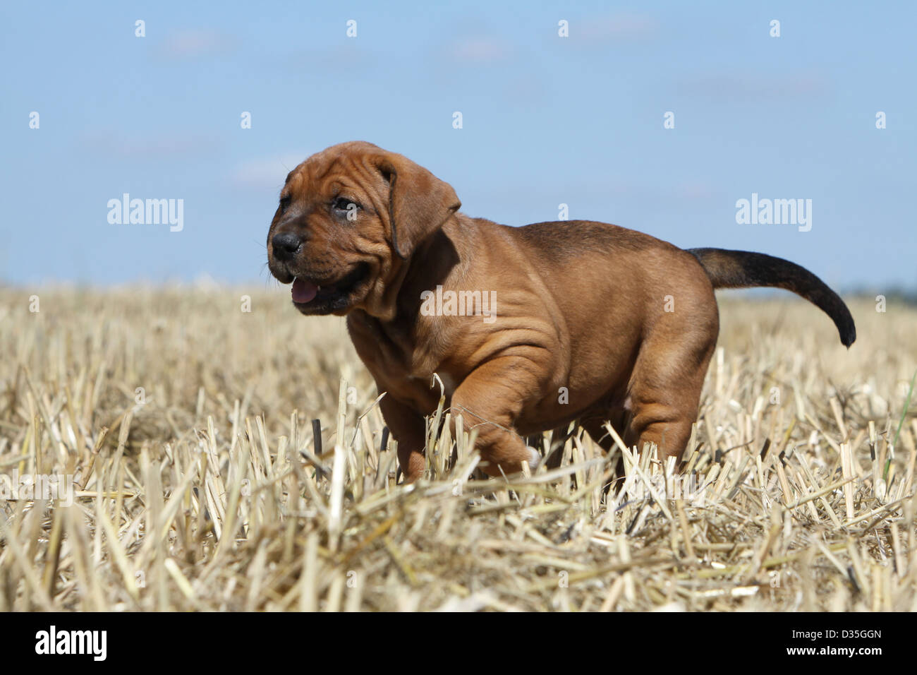 Dog Tosa Inu / Japanese Mastiff puppy standing in a field Stock Photo ...