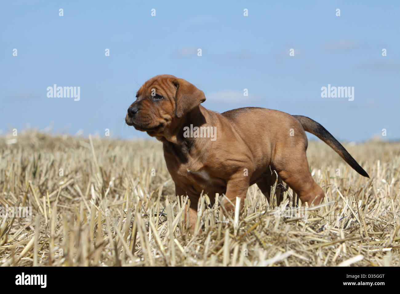 Dog Tosa Inu / Japanese Mastiff puppy standing in a field Stock Photo ...