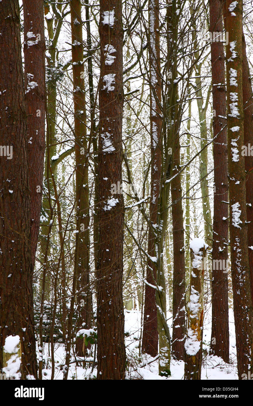 Snow blanketed forest hi-res stock photography and images - Alamy