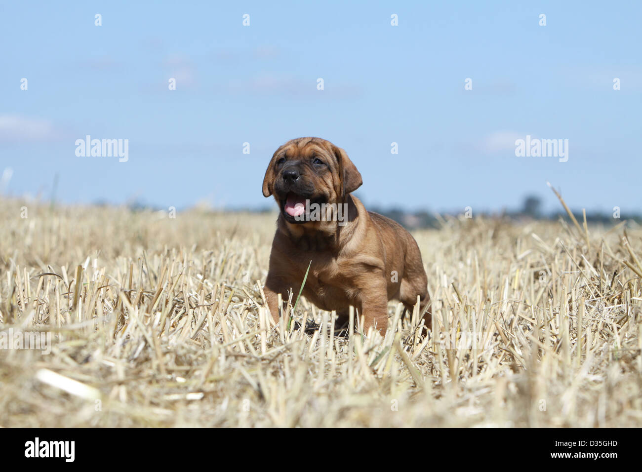 Dog Tosa Inu / Japanese Mastiff puppy standing in a field Stock Photo ...