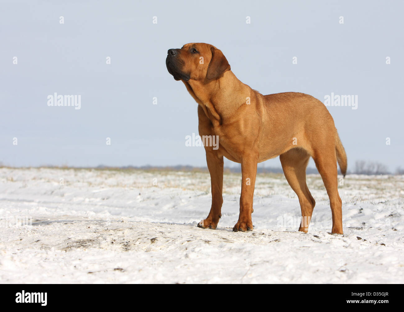 Dog Tosa Inu / Japanese Mastiff adult standing in snow Stock Photo - Alamy