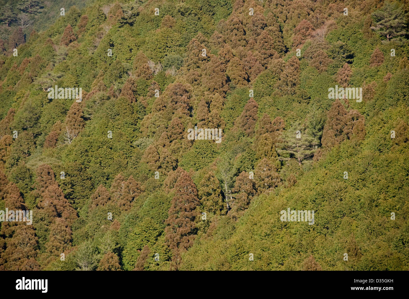 Japanese mountain forest canopy as seen from above in Winter, Japan ...