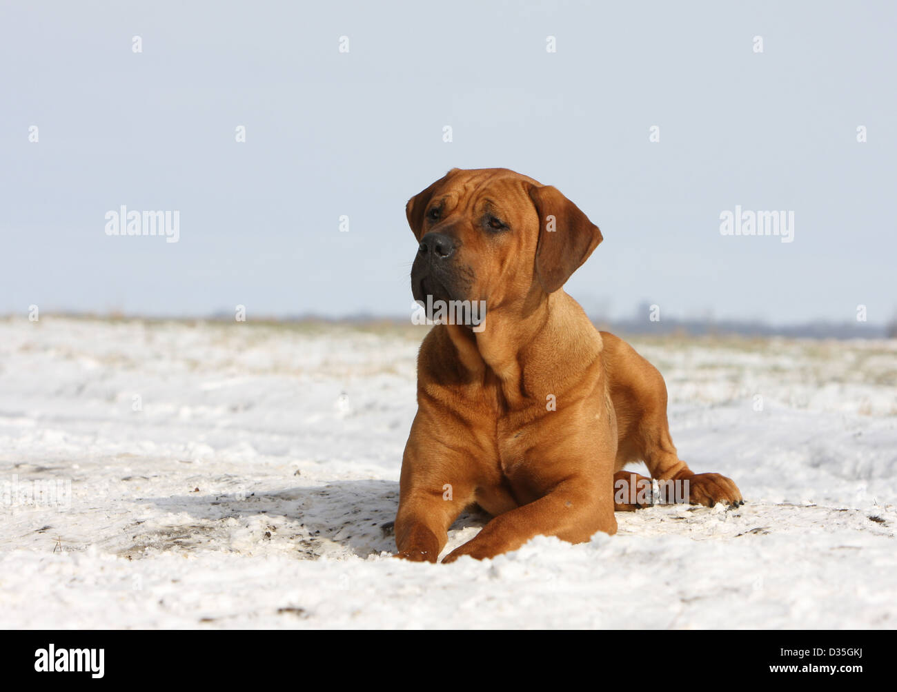 Tosa (Japanese Tosa Inu) Dog Breed Information And, 41% OFF