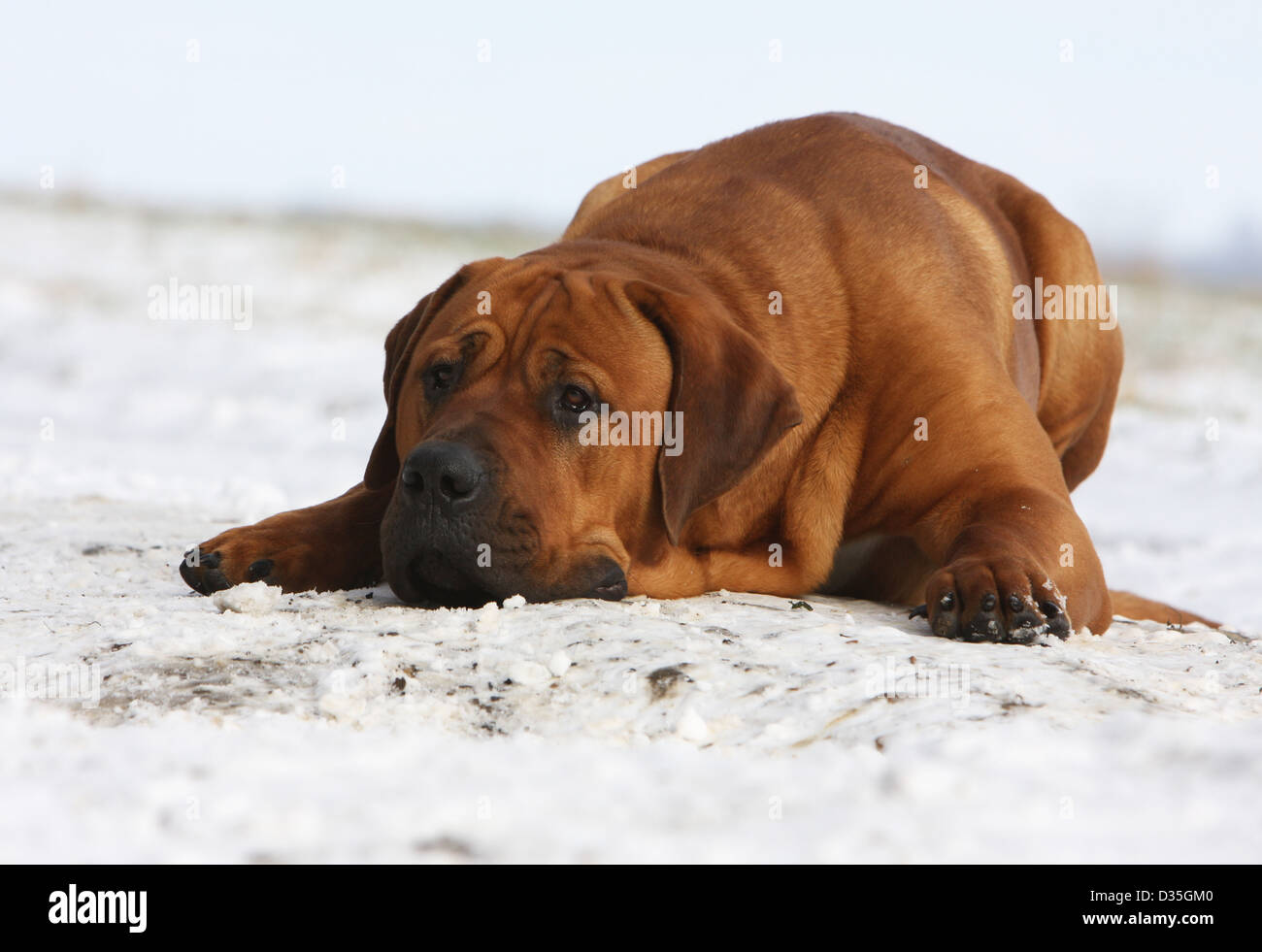 Dog Tosa Inu / Japanese Mastiff adult lying in snow Stock Photo - Alamy