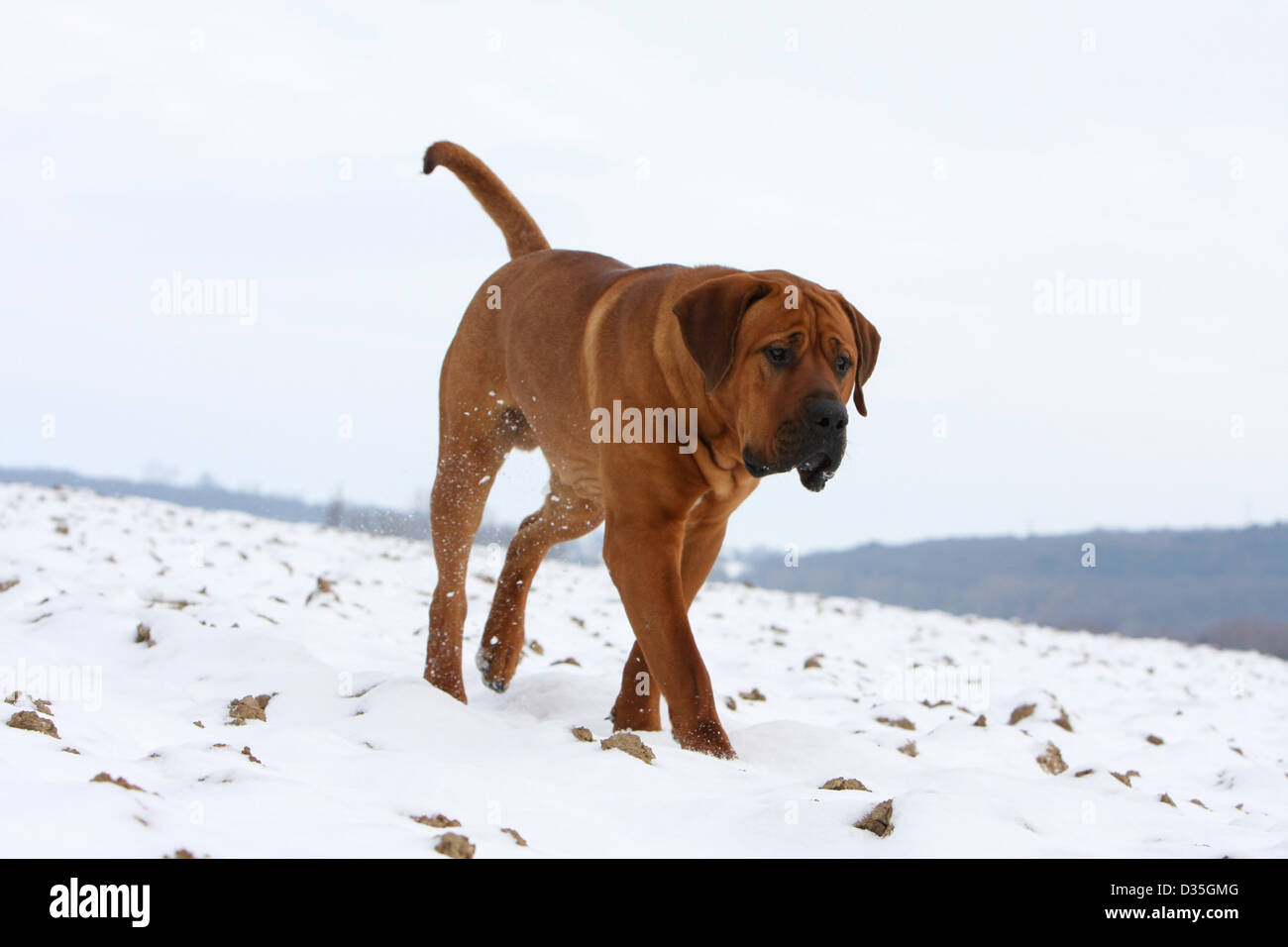 Dog Tosa Inu / Japanese Mastiff adult walking in snow Stock Photo - Alamy