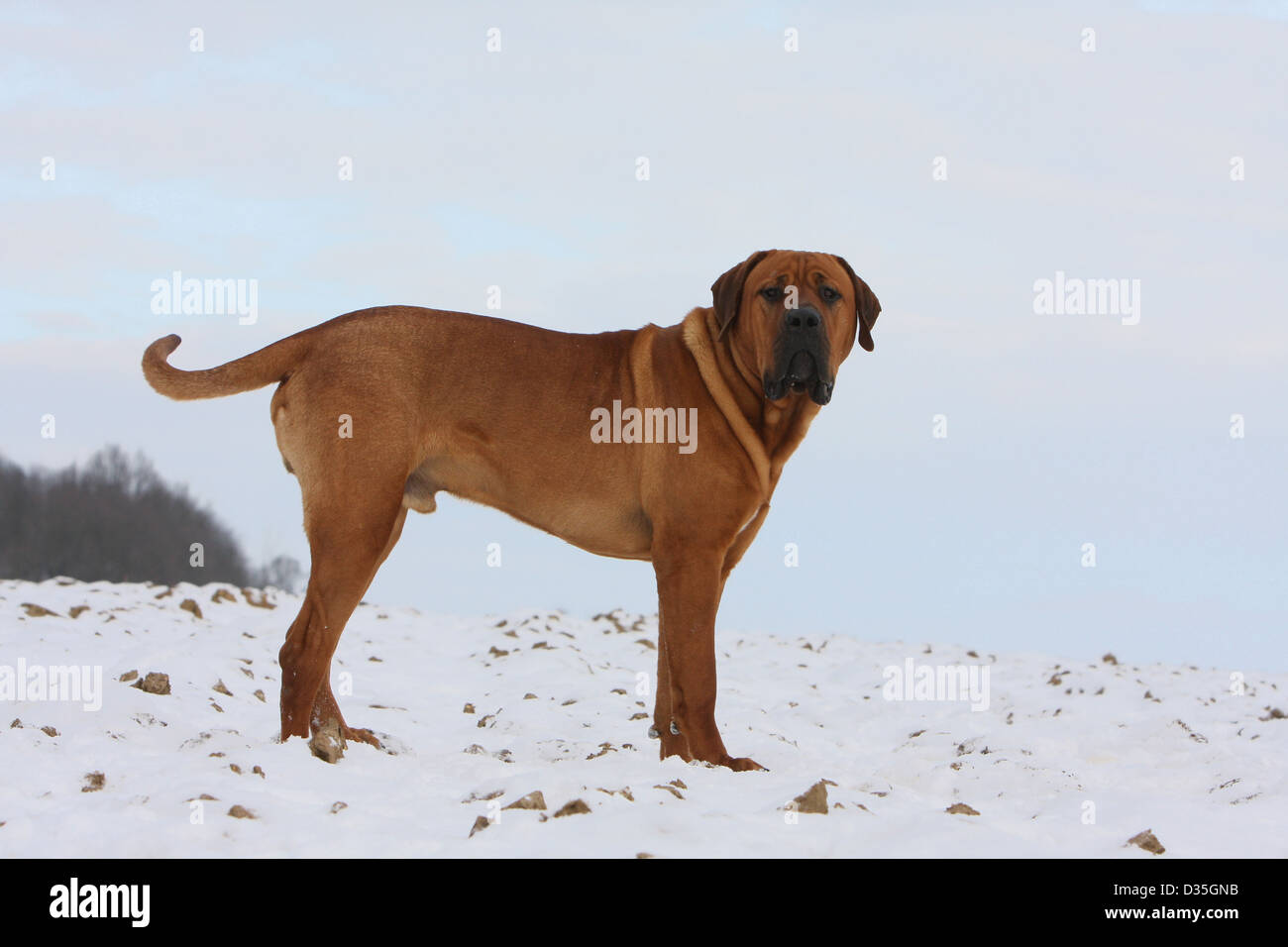 Dog Tosa Inu / Japanese Mastiff adult standing in snow Stock Photo - Alamy