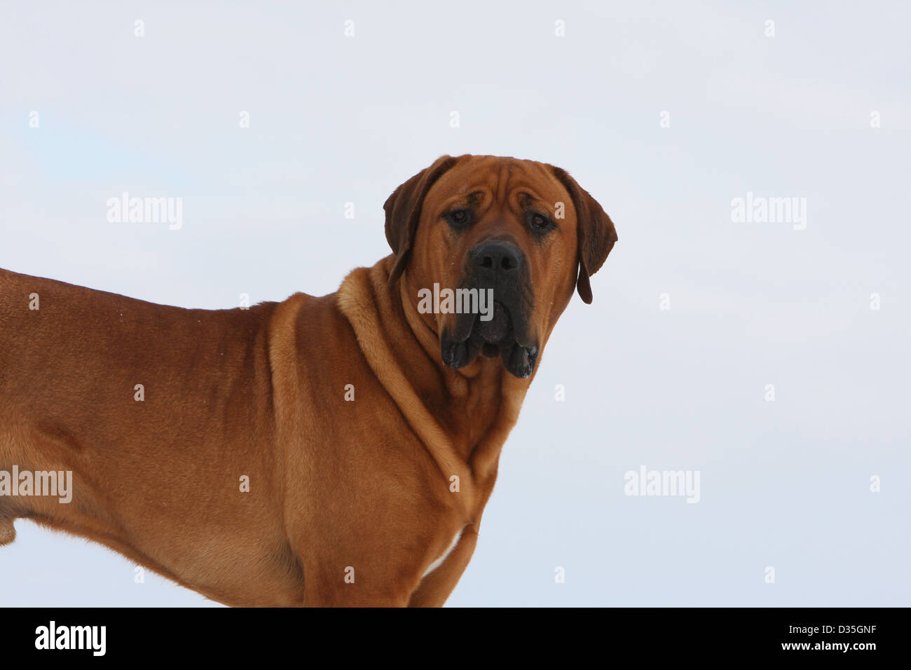 Dog Tosa Inu / Japanese Mastiff adult portrait Stock Photo - Alamy
