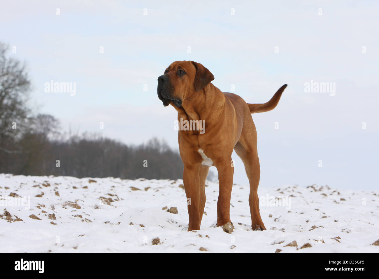 Dog Tosa Inu / Japanese Mastiff adult standing in snow Stock Photo - Alamy